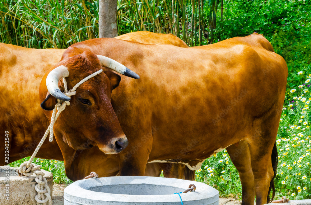 Huge Oxen Farm