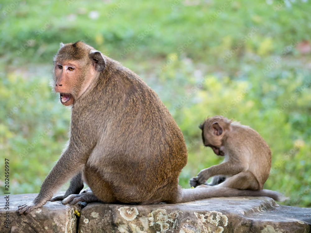 Makake Affe Mutter mit Kind Stock Photo | Adobe Stock Makake Affe Mutter mit Kind Stock Photo | Adobe Stock
