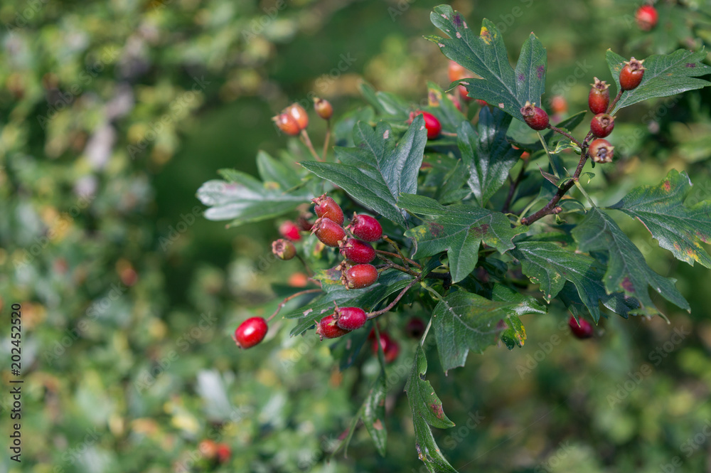 Hawthorn Tree Berries Edible