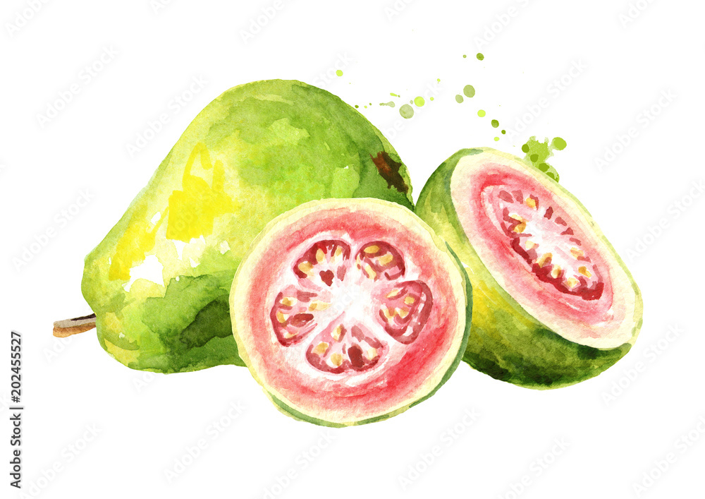 Ripe guava fruits. Watercolor hand drawn illustration, isolated on ...