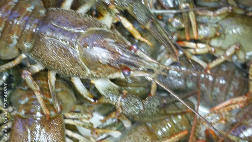 Live crawfish before cooking. Fresh crawfish background. Stock Video ...