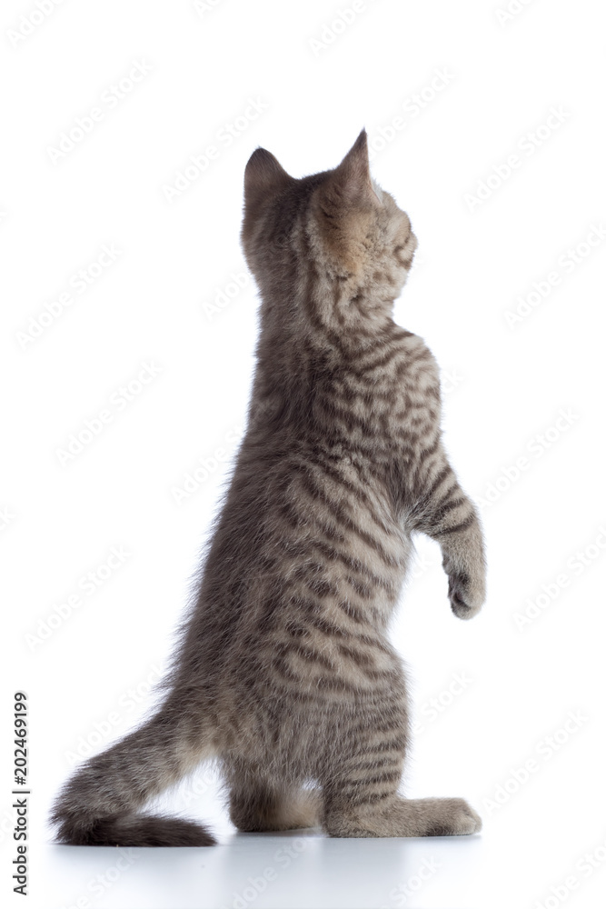 rear view of tabby-cat kitten isolated on white background Stock Photo ...
