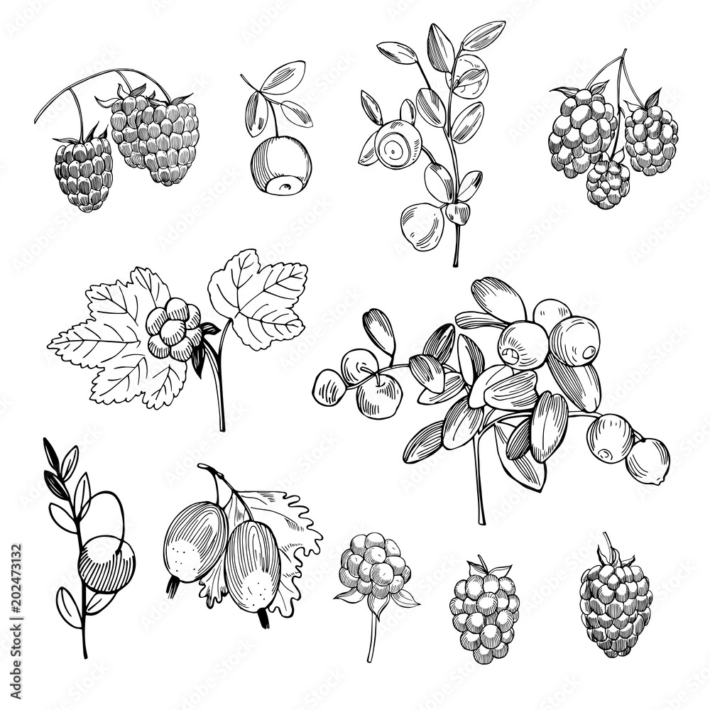 Hand drawn forest berry. Vector sketch illustration Stock Vector ...