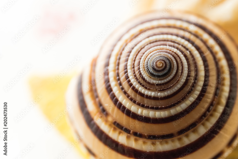 Shell spiral texture close-up, background Stock Photo | Adobe Stock