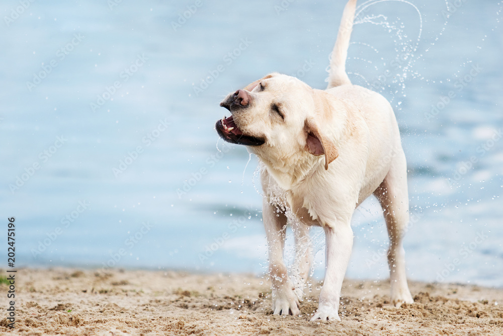 labrador dog running in water spray on the beach Stock Photo | Adobe Stock
