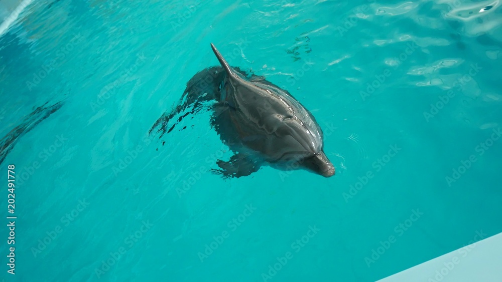 Dolphin floats in the pool Stock Photo | Adobe Stock