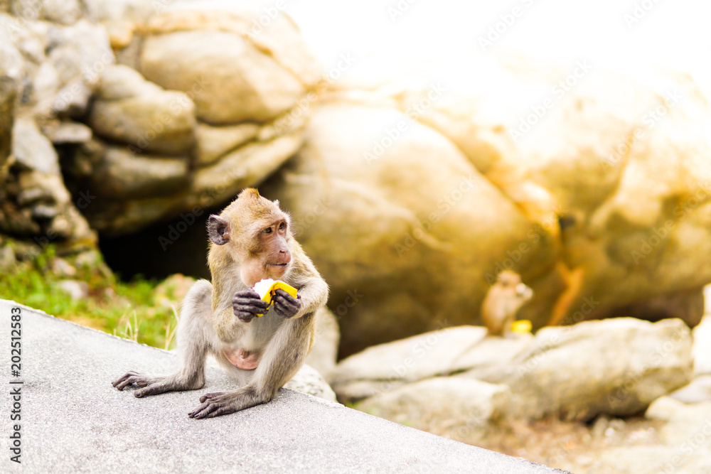 monkey eat food taken from a people Stock Photo | Adobe Stock