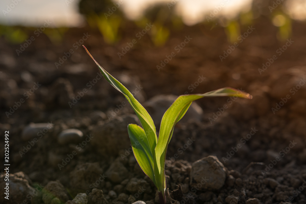 Keimling in der Erde bei warmen sonnenlicht Stock Photo | Adobe Stock