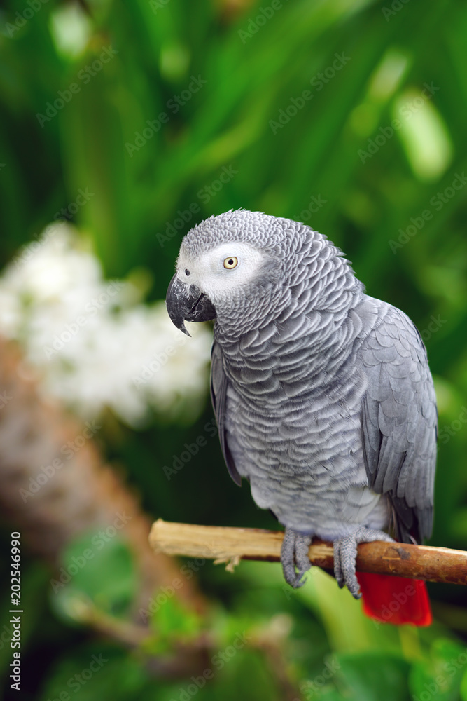 Gray Cockatoos