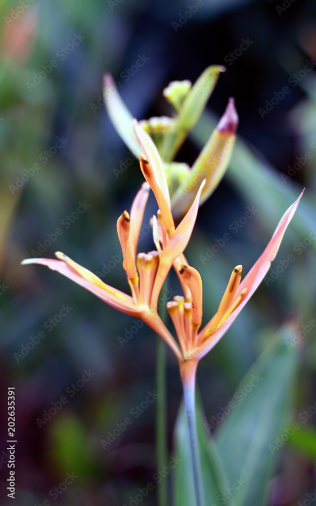 Heliconia psittacorum x spathocircinata Golden Torch flower. Stock ...