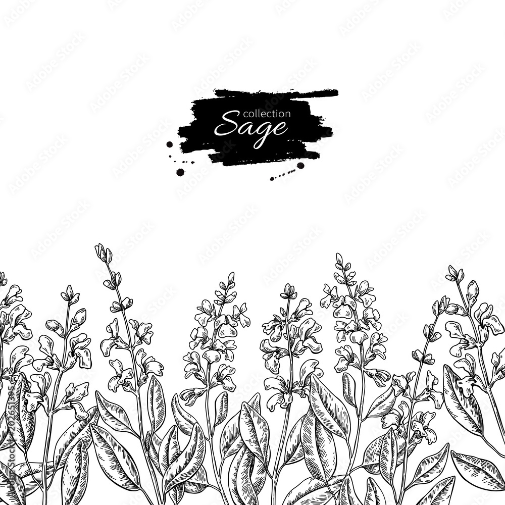 Sage vector drawing border. Isolated plant with flower and leave Stock ...