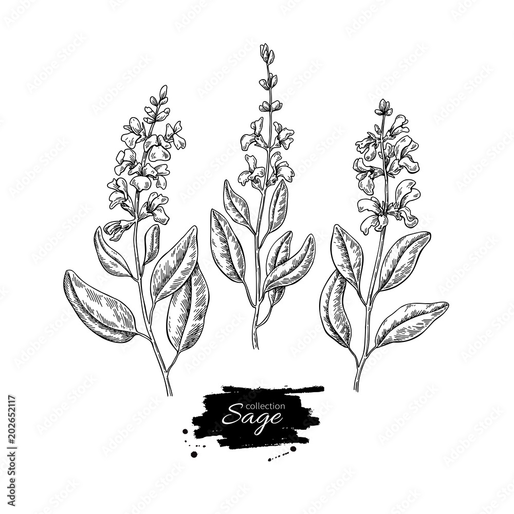 Sage vector drawing set. Isolated plant with flower and leaves. Stock ...