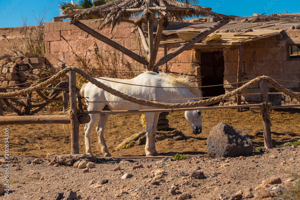 old ranch on the Atlantic coast of the island of Tenerife. three horses ...