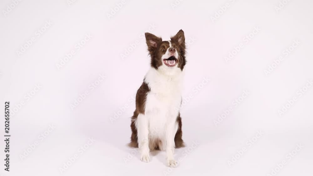 A cute brown and white color Border Collie dog sitting up on her hind ...