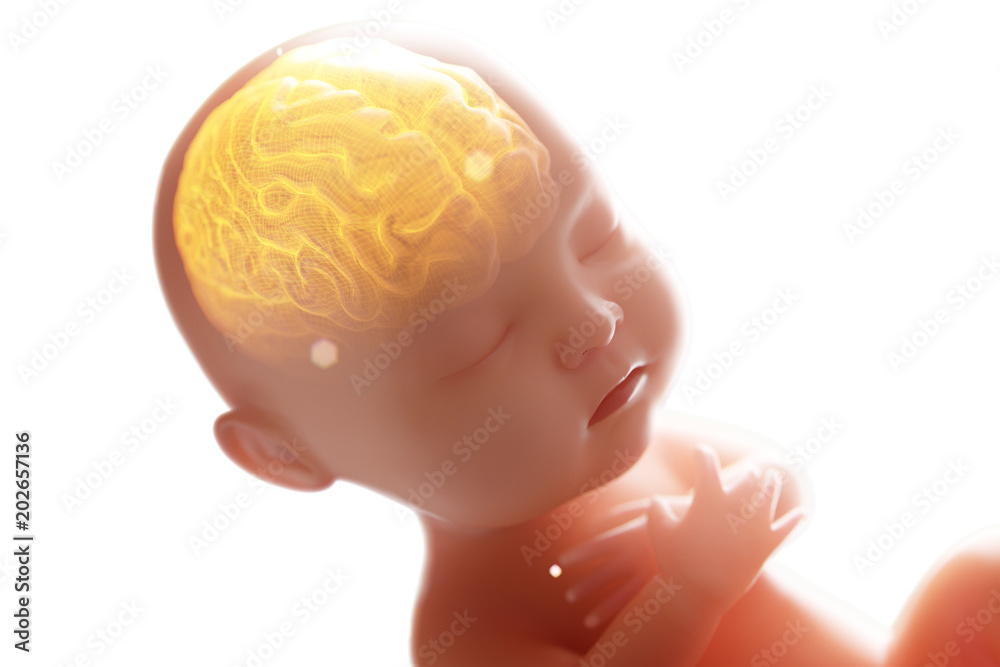 Babys brain and nervous system,3d rendering fetus with brain x-ray ...