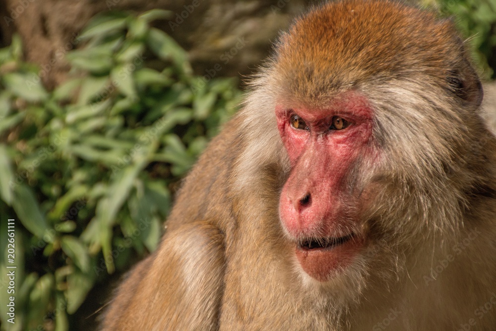 The Jigokudani Monkey Park is a great Place to see Monkeys in Japan ...