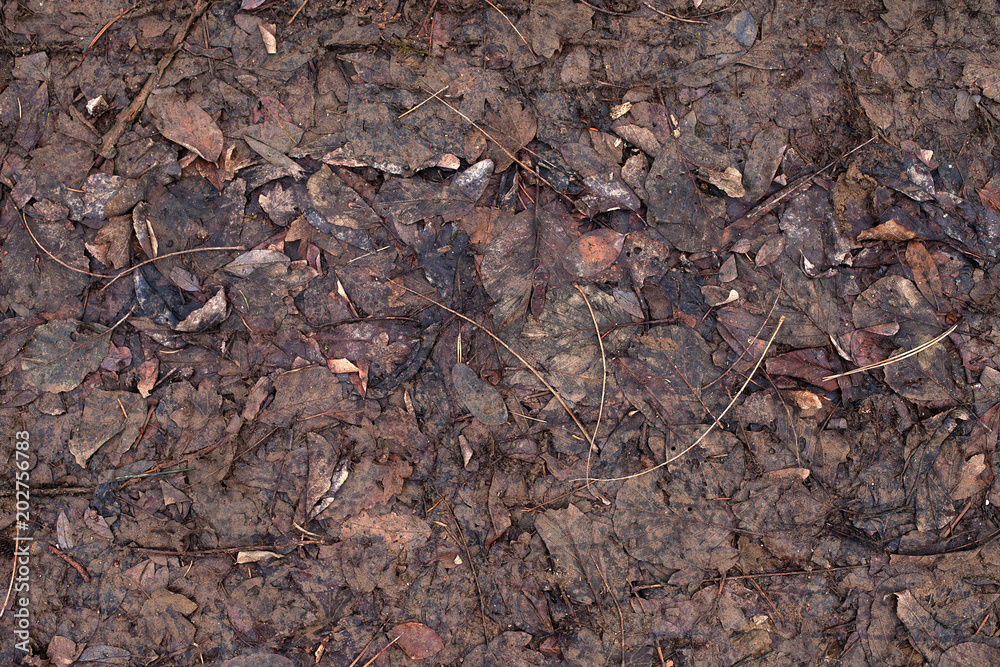Forest Path Texture