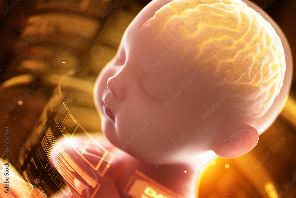 Babys brain and nervous system,3d rendering fetus with brain x-ray ...