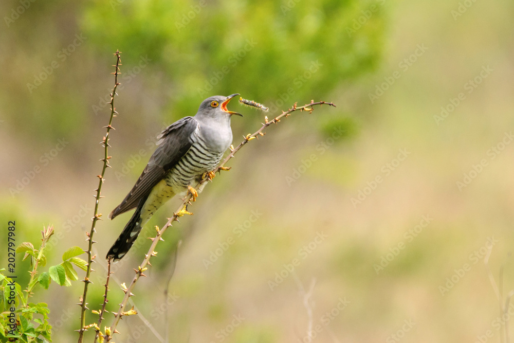 Common cuckoo (Cuculus canorus) sitting on a barbed branch and juggles ...