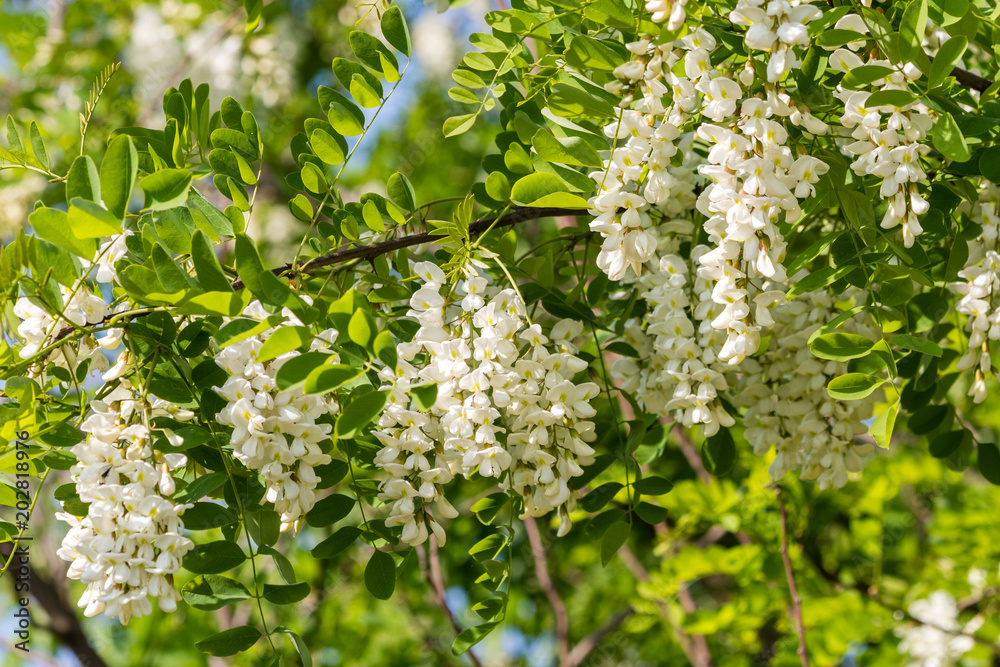 Poster Branches of the black locust (Robinia pseudoacacia) in flowers ...