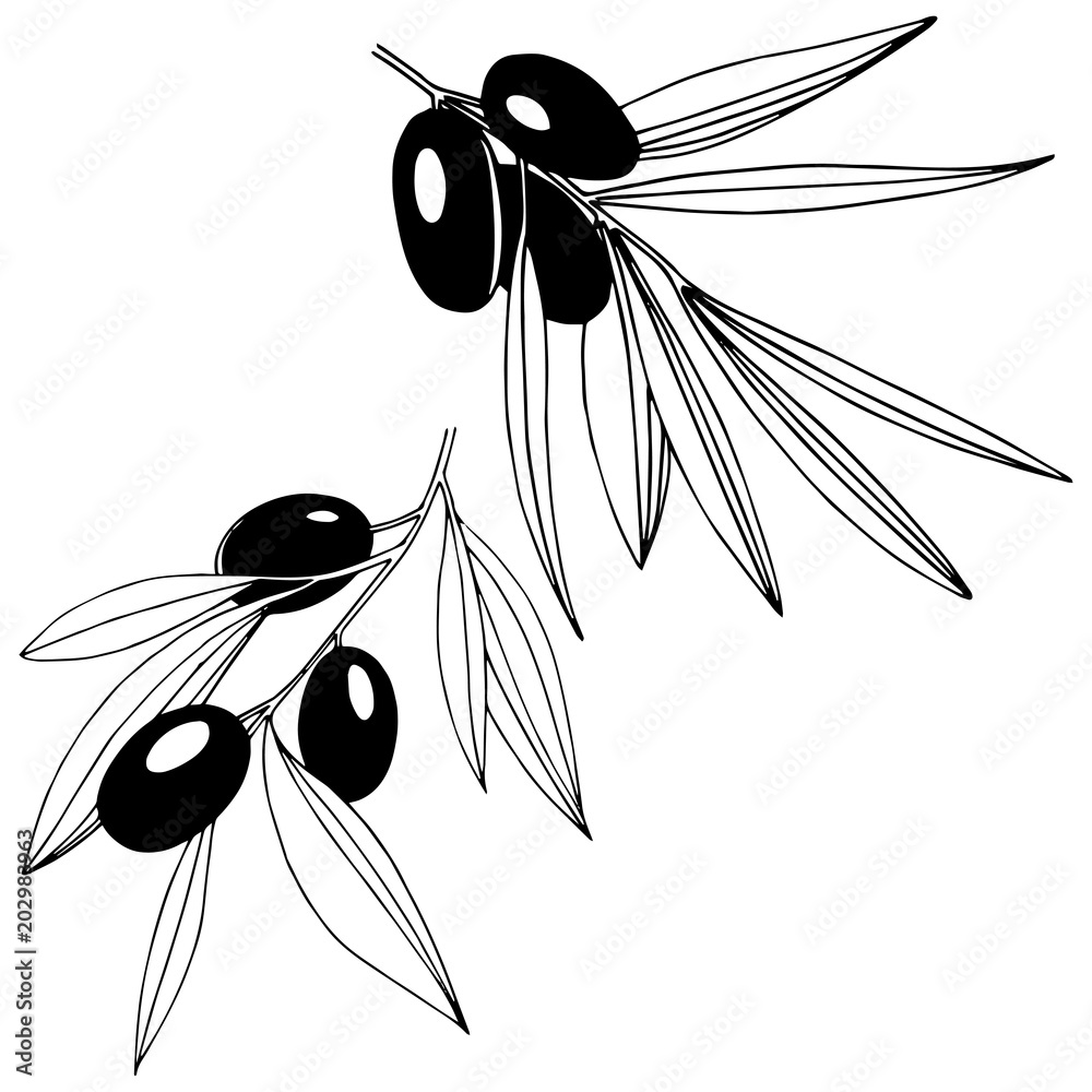 Olive tree in a vector style isolated. Olive tree in a vector style ...