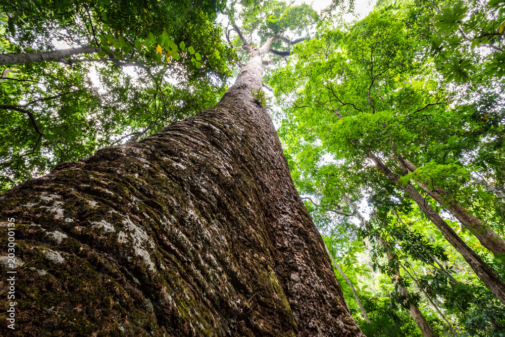 Anisoptera costata in the forest, the big Krabak tree in Taksin ...
