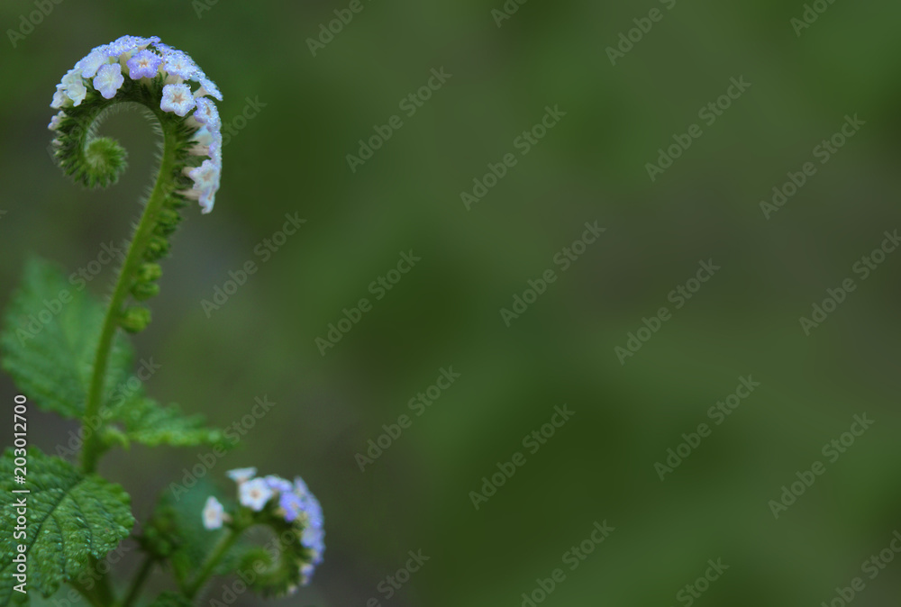 Abstract soft blurred and soft focus of Alacransillo, Eye bright ...