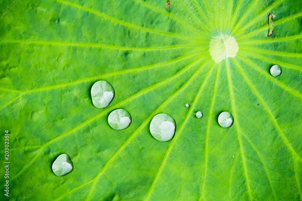 Water Drop On Lotus Leaf