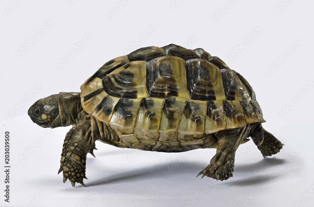 La tortuga veloz que corre sobre fondo blanco. Stock Photo | Adobe Stock