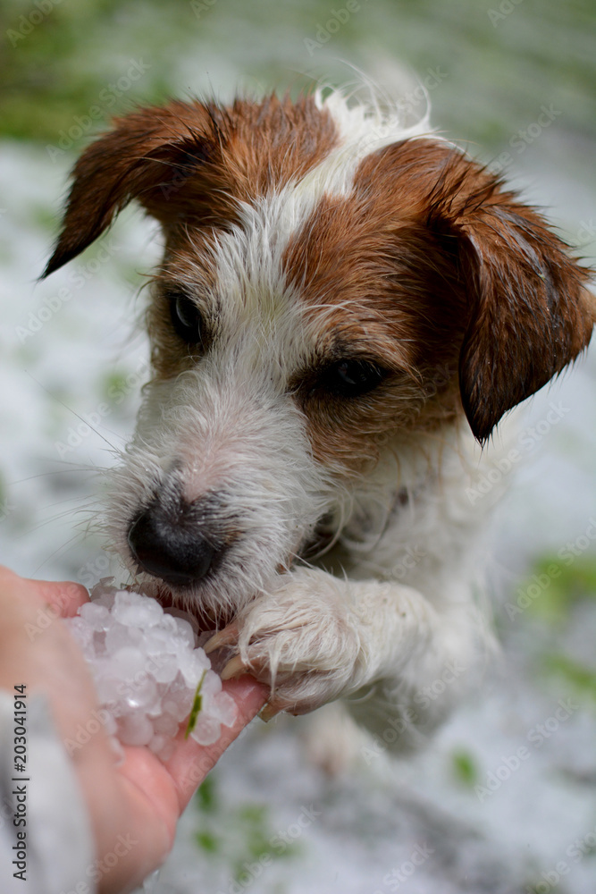 Foto de JACK RUSSELL DOG EXPLORING WITH ITS NOSE AND PAW HAIL STONES ...