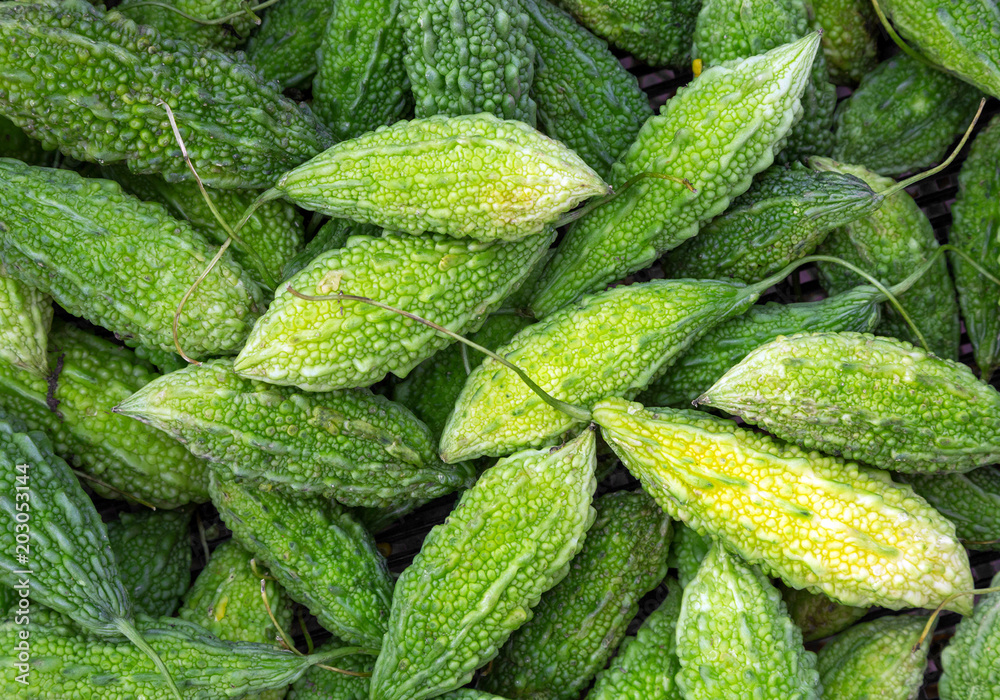 Photo & Art Print balsam apple, balsam pear, bitter cucumber, bitter ...