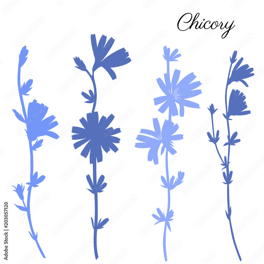 Chicory flower hand drawn graphic vector colorful illustration, medical endive plant, blue ...