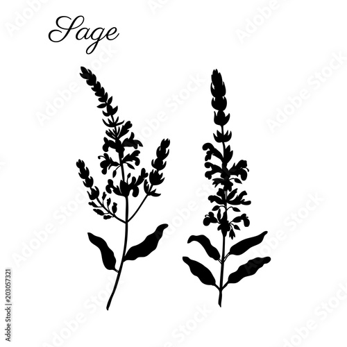 Sage flowers vector isolated on white background, Hand drawn healing ...