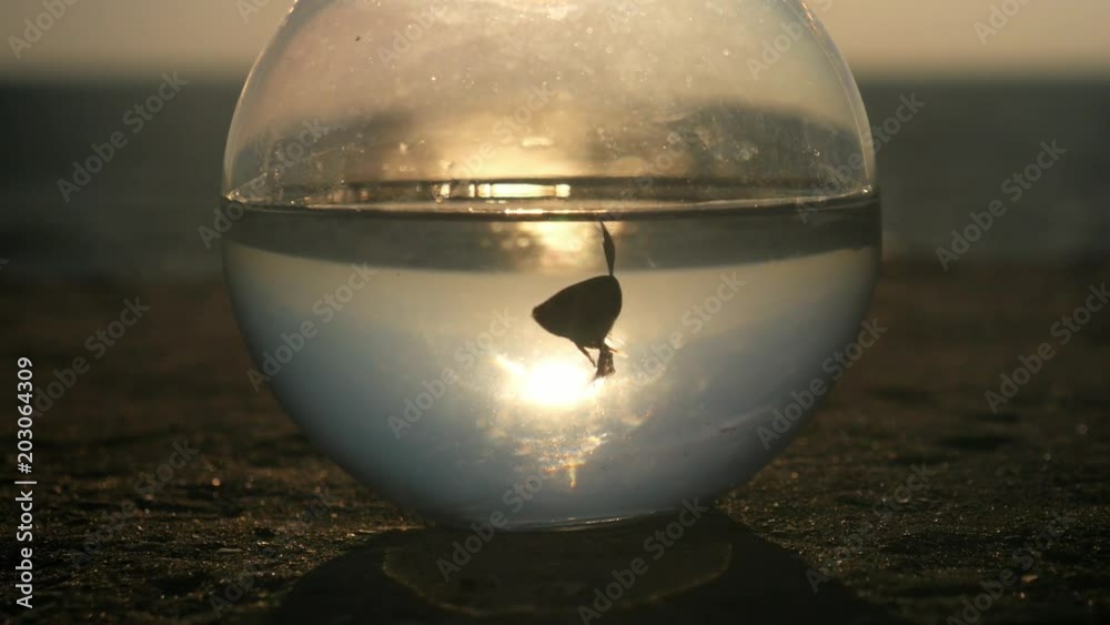 silhouette of a little fish Betta splendens swim in a round fishbowl by ...