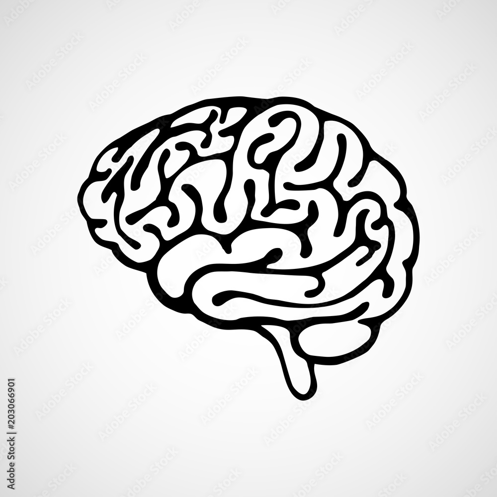 Vector outline illustration of human brain on white background Stock ...