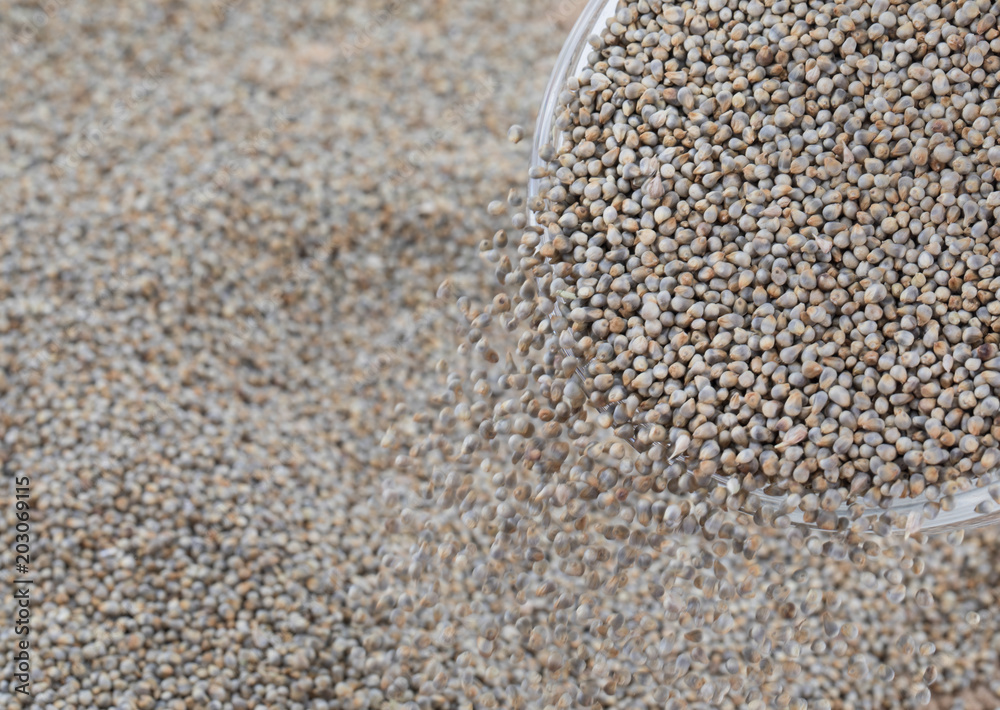 Pearl Millet Seeds Also Know as Bajra, Bajri, Bulrush Millet or Indian ...