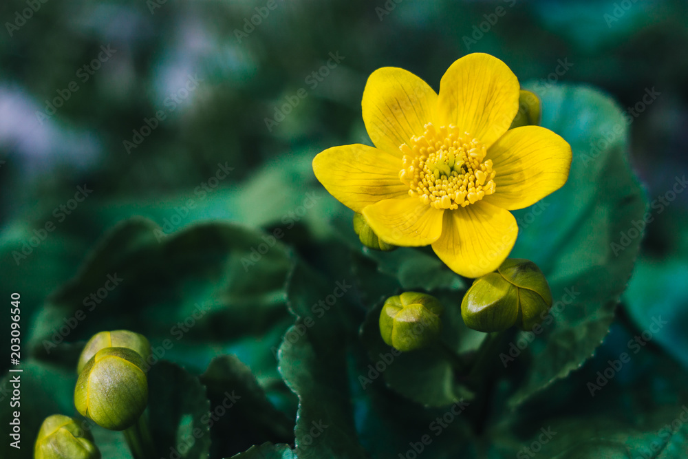 Beautiful spring flowers. The first after the winter. Stock Photo ...