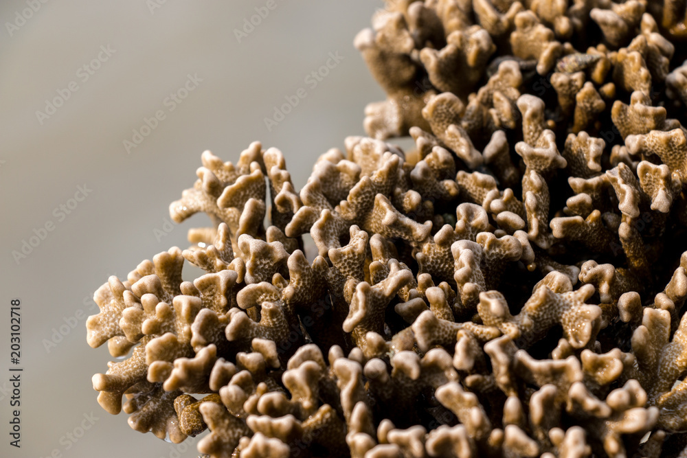 Corals are marine invertebrates in the class Anthozoa of phylum ...