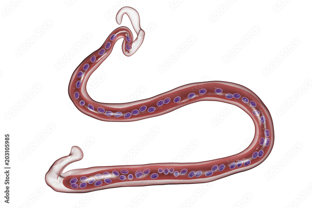 Brugia malayi, a roundworm nematode, one of the causative agents of lymphatic filariasis, 3D ...