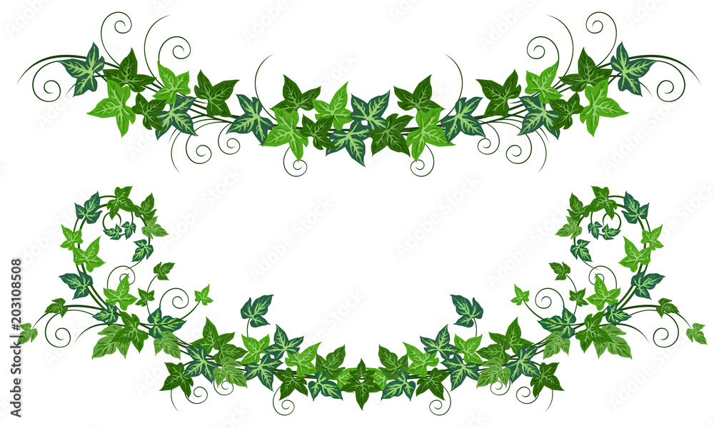 Ivy vines (Hedera helix). Realistic vector illustrations of two ivy ...