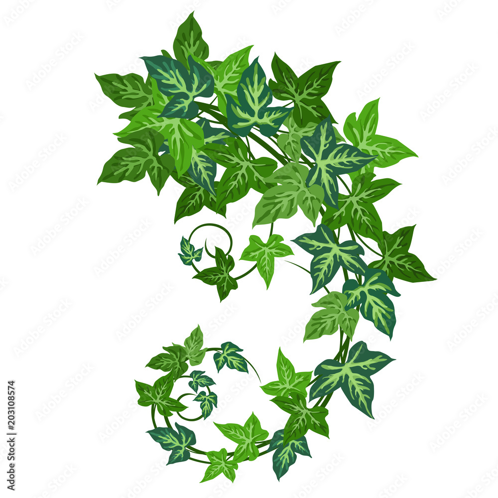 Ivy (Hedera helix). Hand drawn realistic vector illustration of ivy ...
