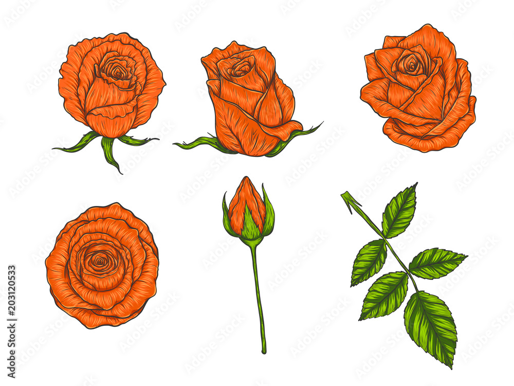 Rose vector set by hand drawing.Beautiful flower on white background ...