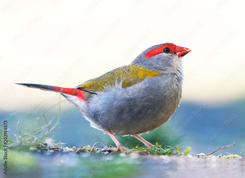 Red browed finch looking up close up. Stock Photo | Adobe Stock