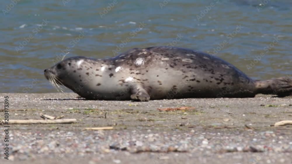 Vidéo Stock Seals - Goat Rock Beach, Sonoma County, California. Each ...