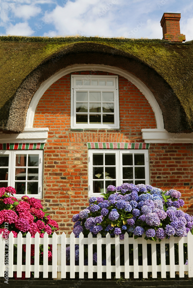 Hydrangea under a window, behind the white picket fence. Hydrangea ...