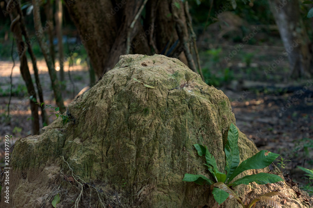 Huge termite mound built in the middle of the jungle, Koh Rong Samloem ...