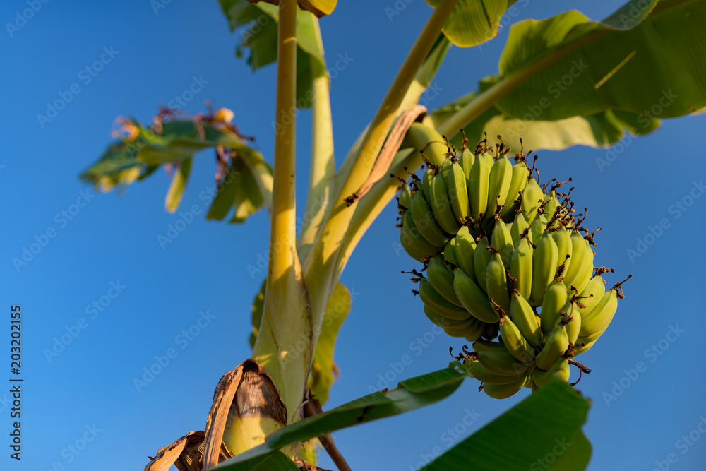 Ripe Plantain Tree