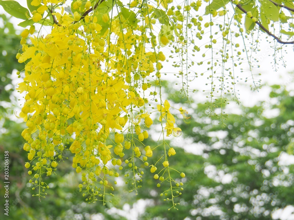 Thailand Flower Names | Best Flower Site