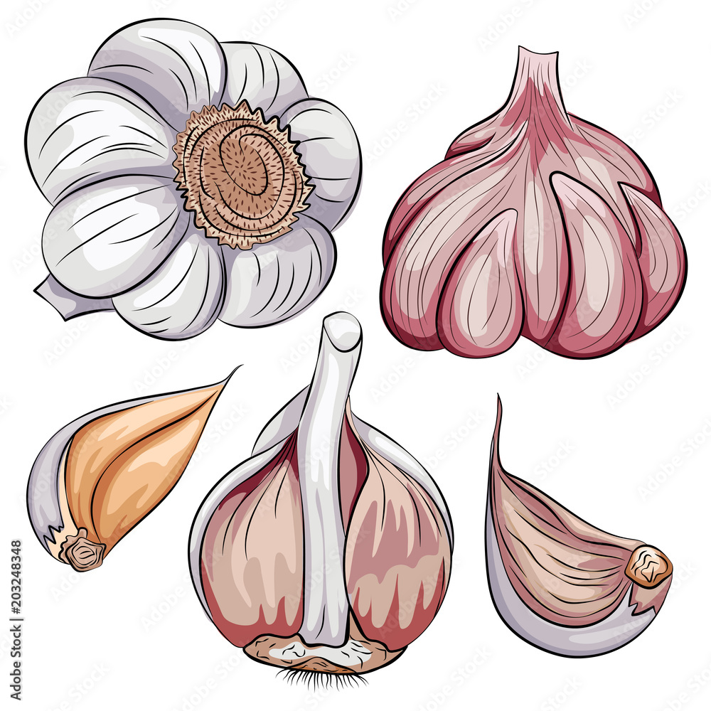 Garlic whole and clove set. Vector cartoon hand drawn vegetable icon ...