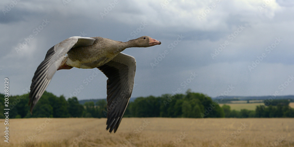 The greylag goose (Anser anser) is a large species of goose in the ...